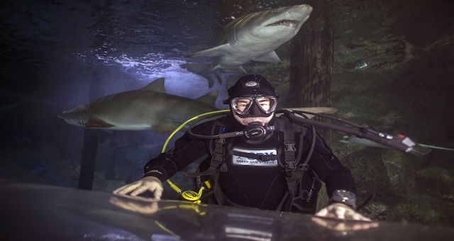 Blog: How diving into a shark tank changed my life and brought our team ...